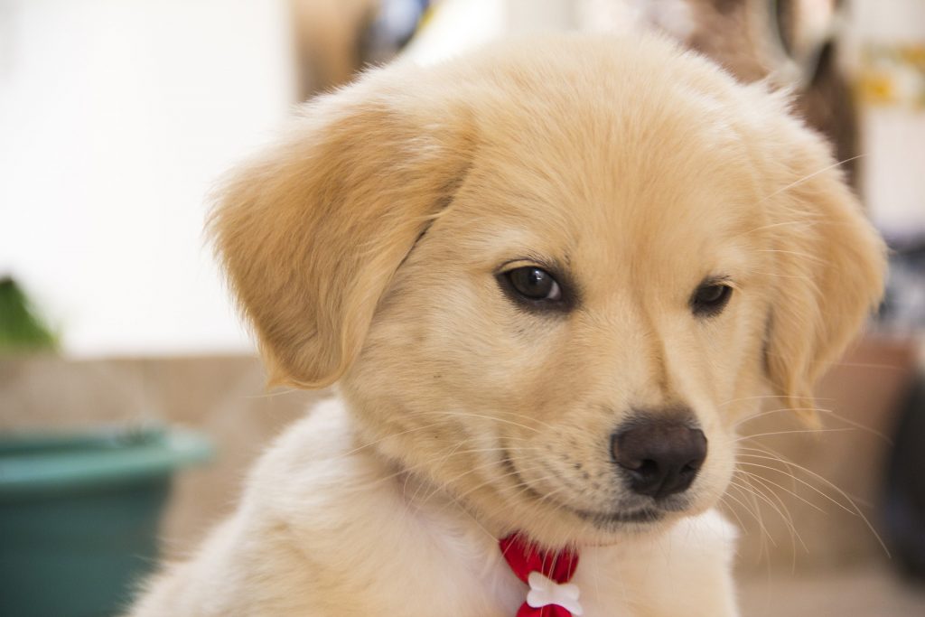 How to Be the Alpha Dog: 10 Tips from K9 Training Institute