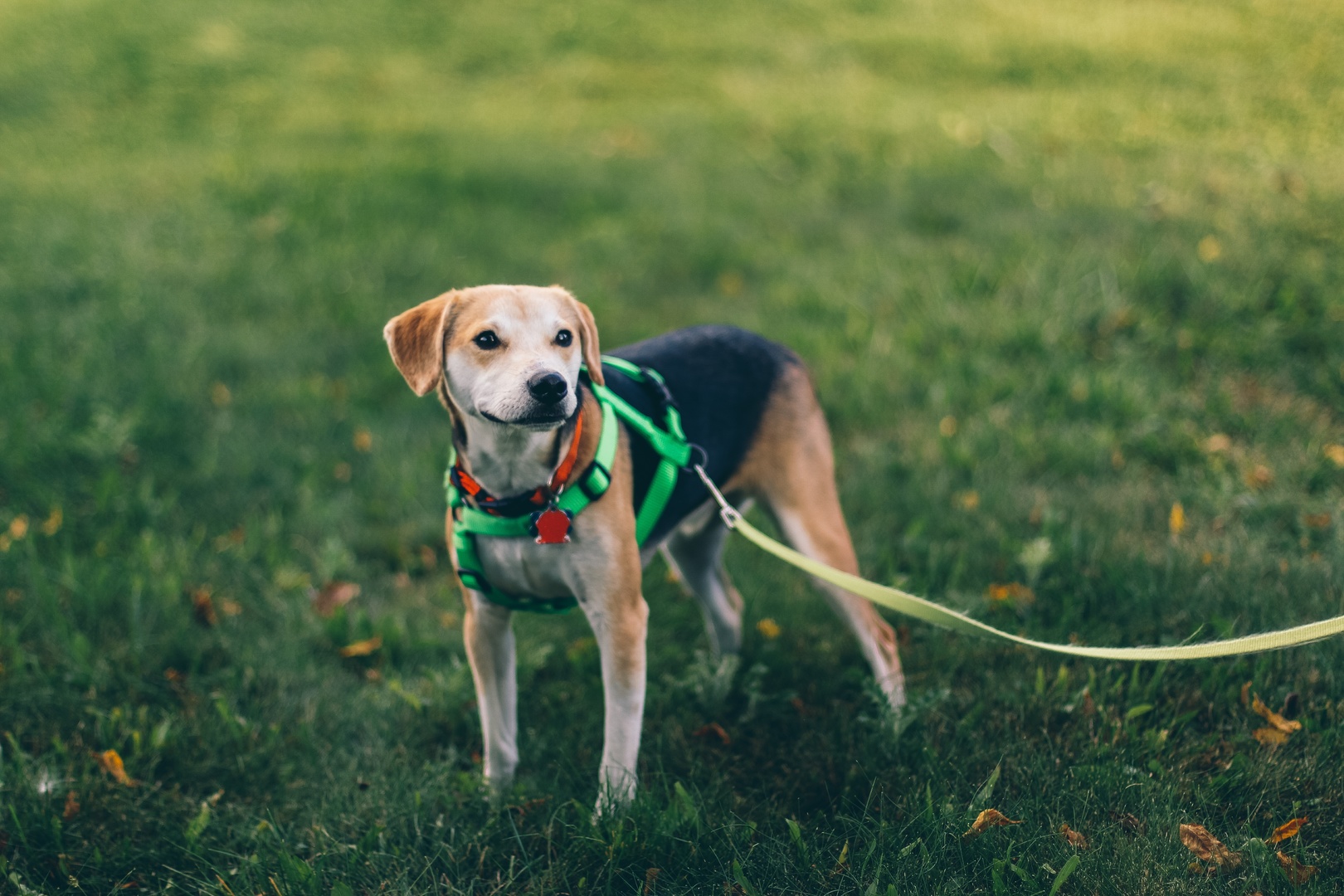 5 Ways to Stop Your Dog from Scavenging on Walks